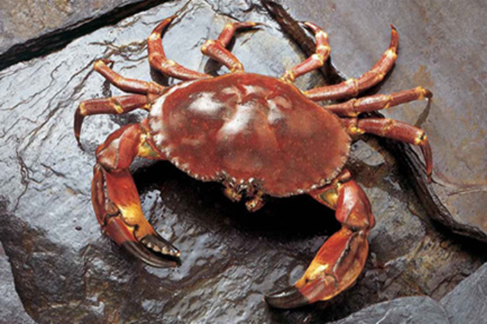 Chilean Rock Crab - SEAFOOD